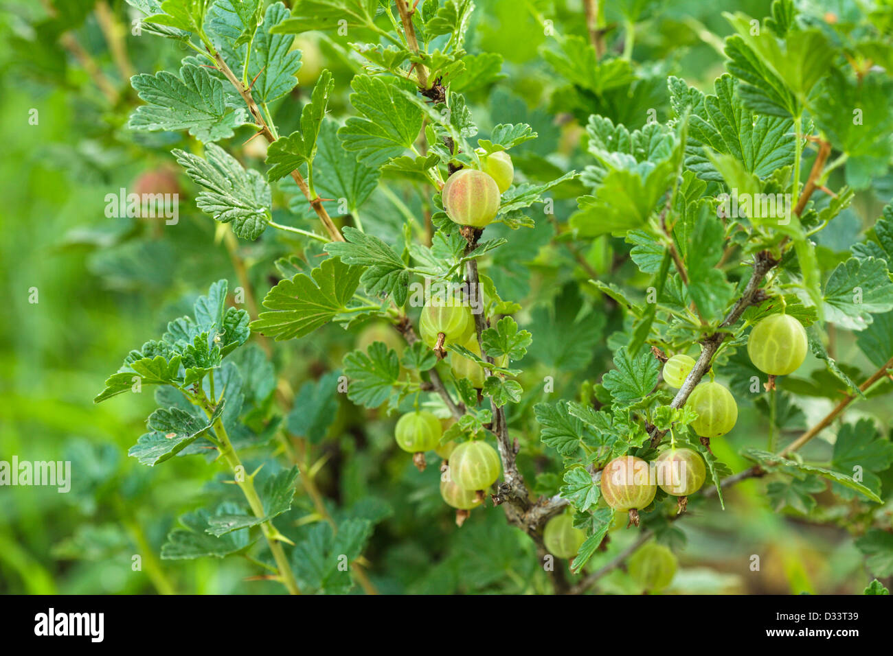 A bush of gooseberry in the garden Stock Photo - Alamy