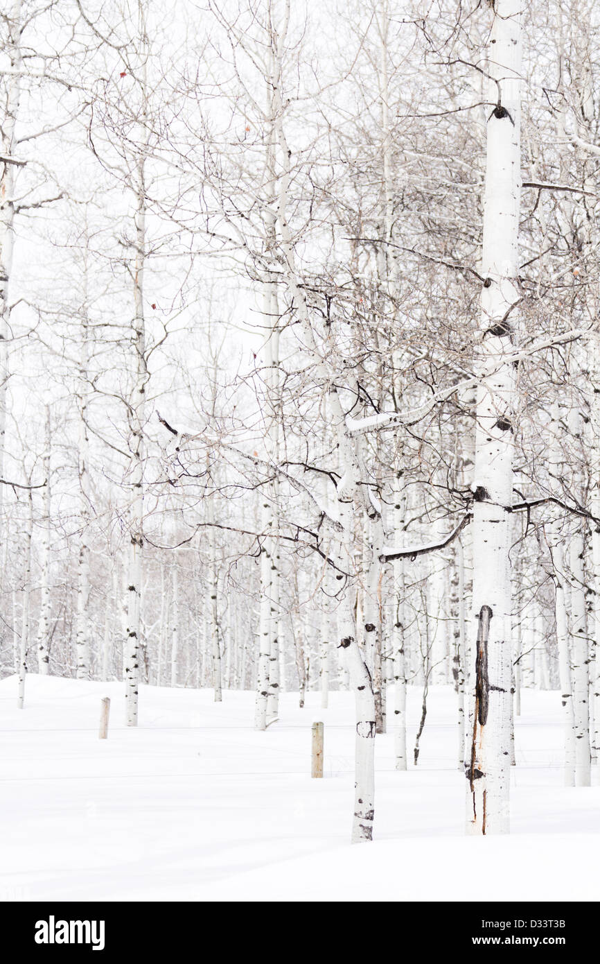 Aspen tree steamboat colorado hi-res stock photography and images - Alamy