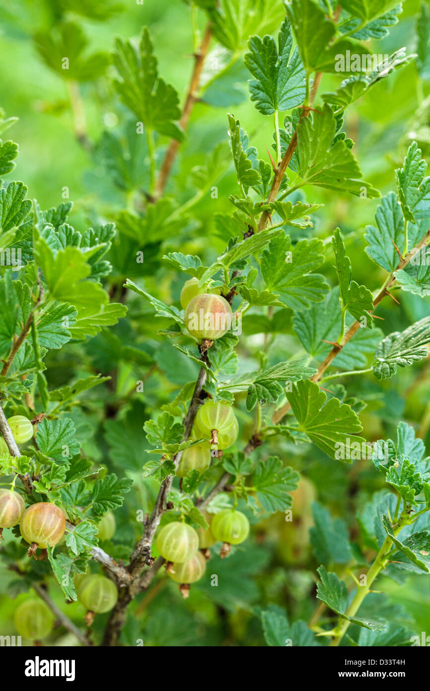 A bush of gooseberry in the garden Stock Photo - Alamy