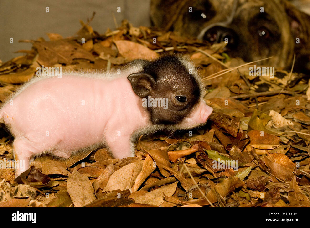 A cute baby pig forages in leaf litter Stock Photo - Alamy