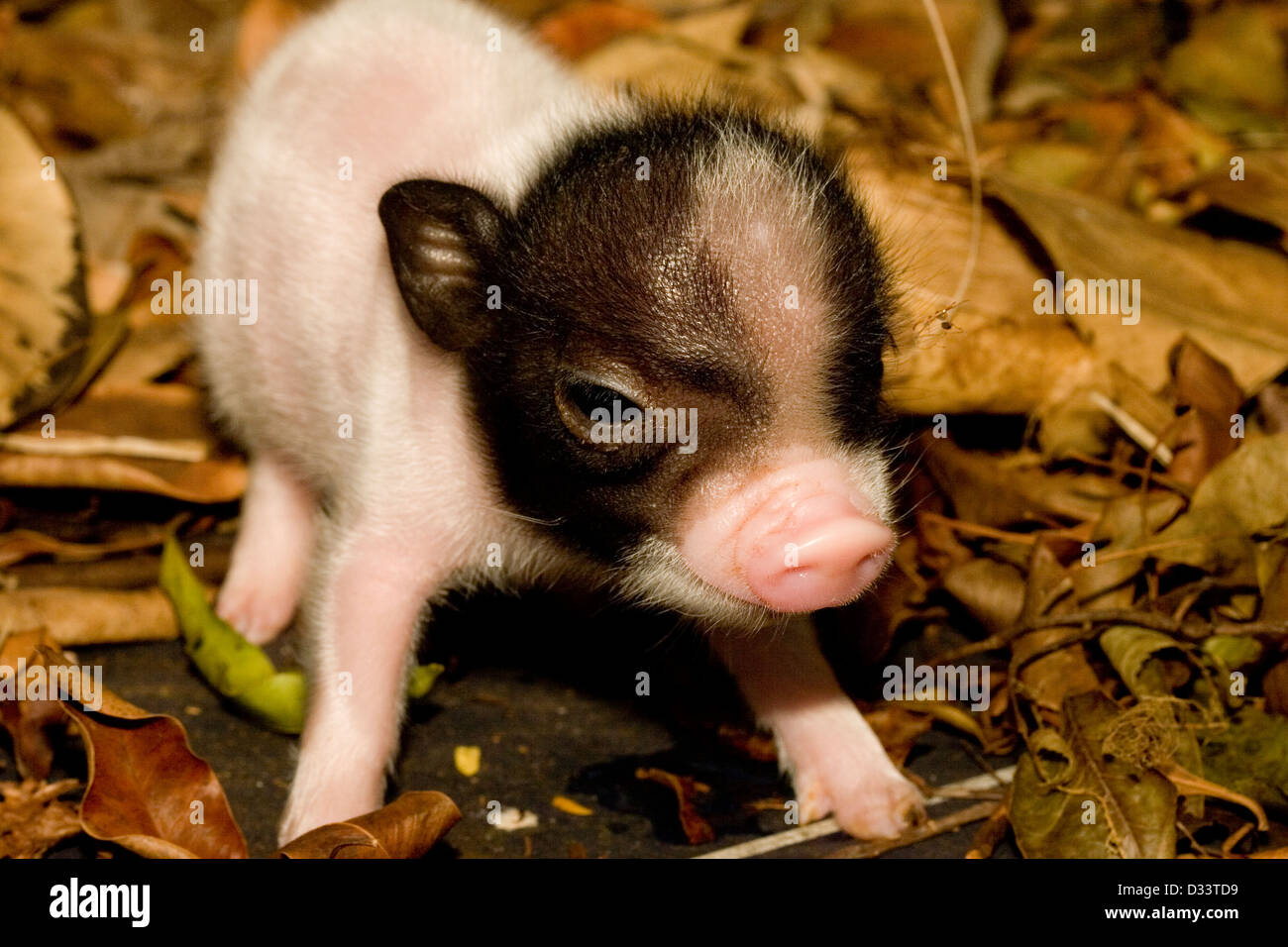 Pig litter hi-res stock photography and images - Alamy