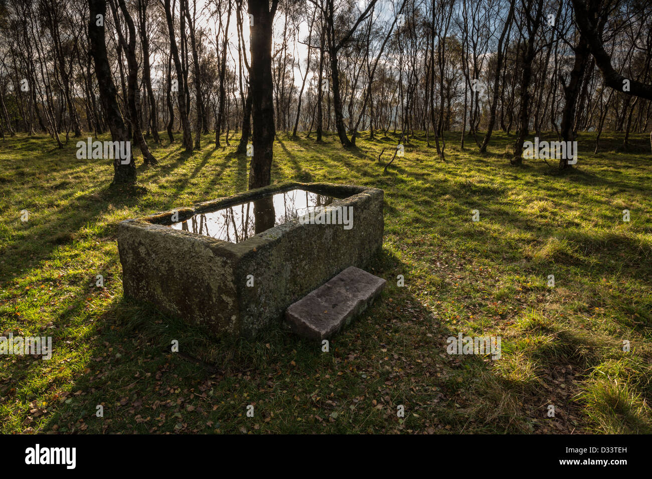 Sunlight trough the trees hi-res stock photography and images - Alamy