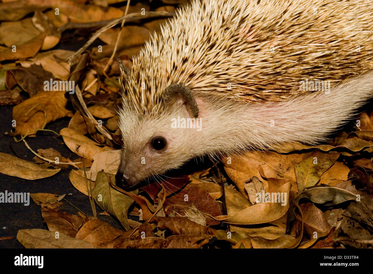 A Hedgehog foraging in leaf litter Stock Photo - Alamy