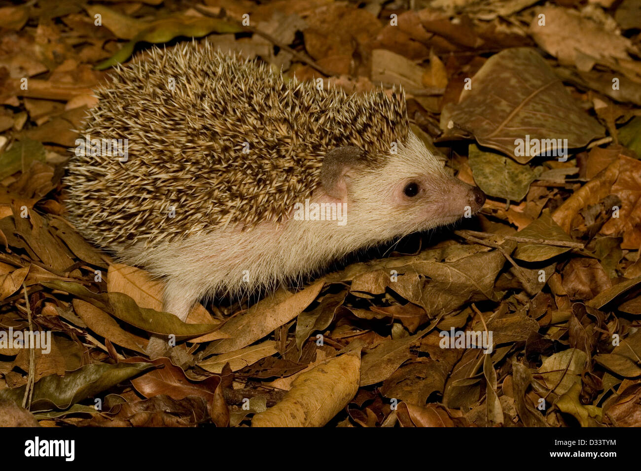 A Hedgehog foraging in leaf litter Stock Photo - Alamy