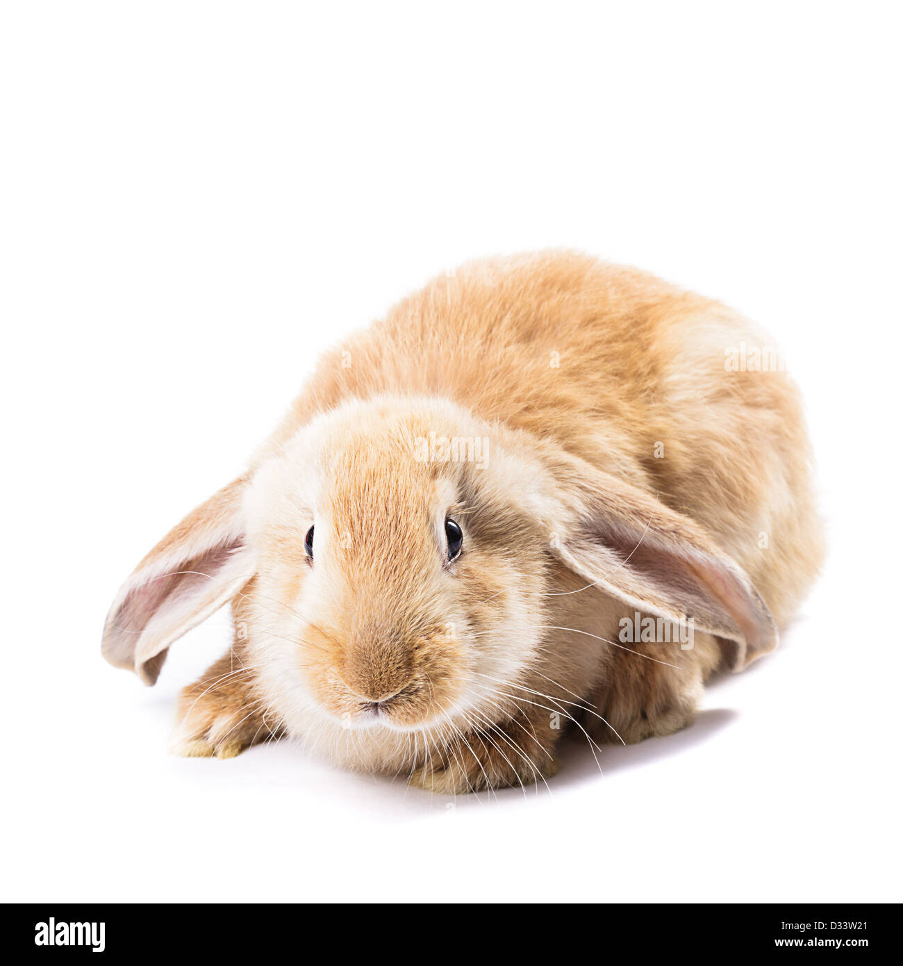 Cute red rabbit isolated on white background Stock Photo - Alamy