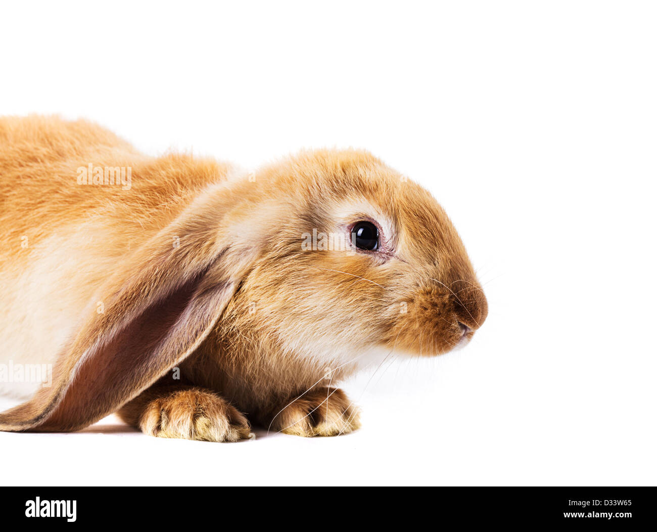 Cute red rabbit isolated on white background Stock Photo - Alamy