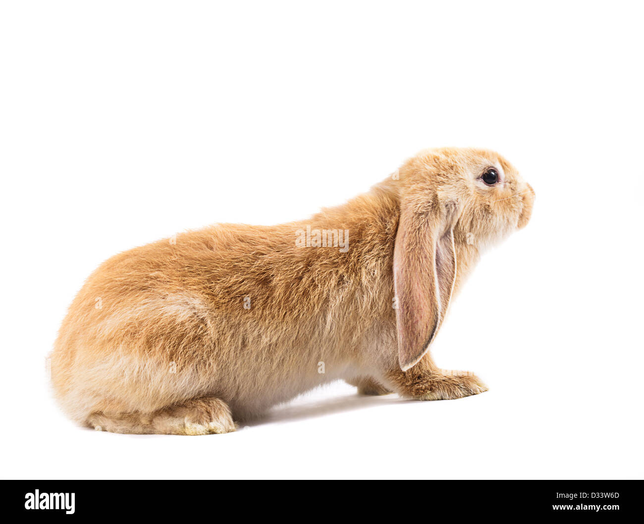 Cute red rabbit isolated on white background Stock Photo - Alamy