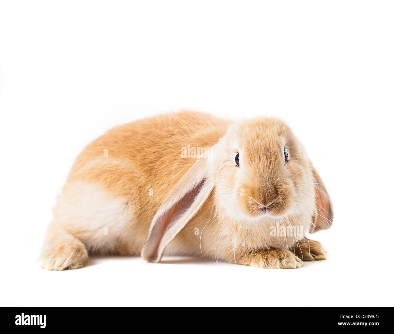 Cute red rabbit isolated on white background Stock Photo - Alamy