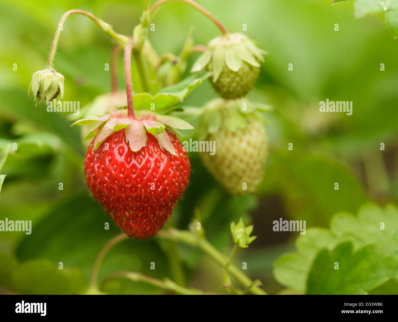 The strawberry bush closeup in a garden Stock Photo - Alamy