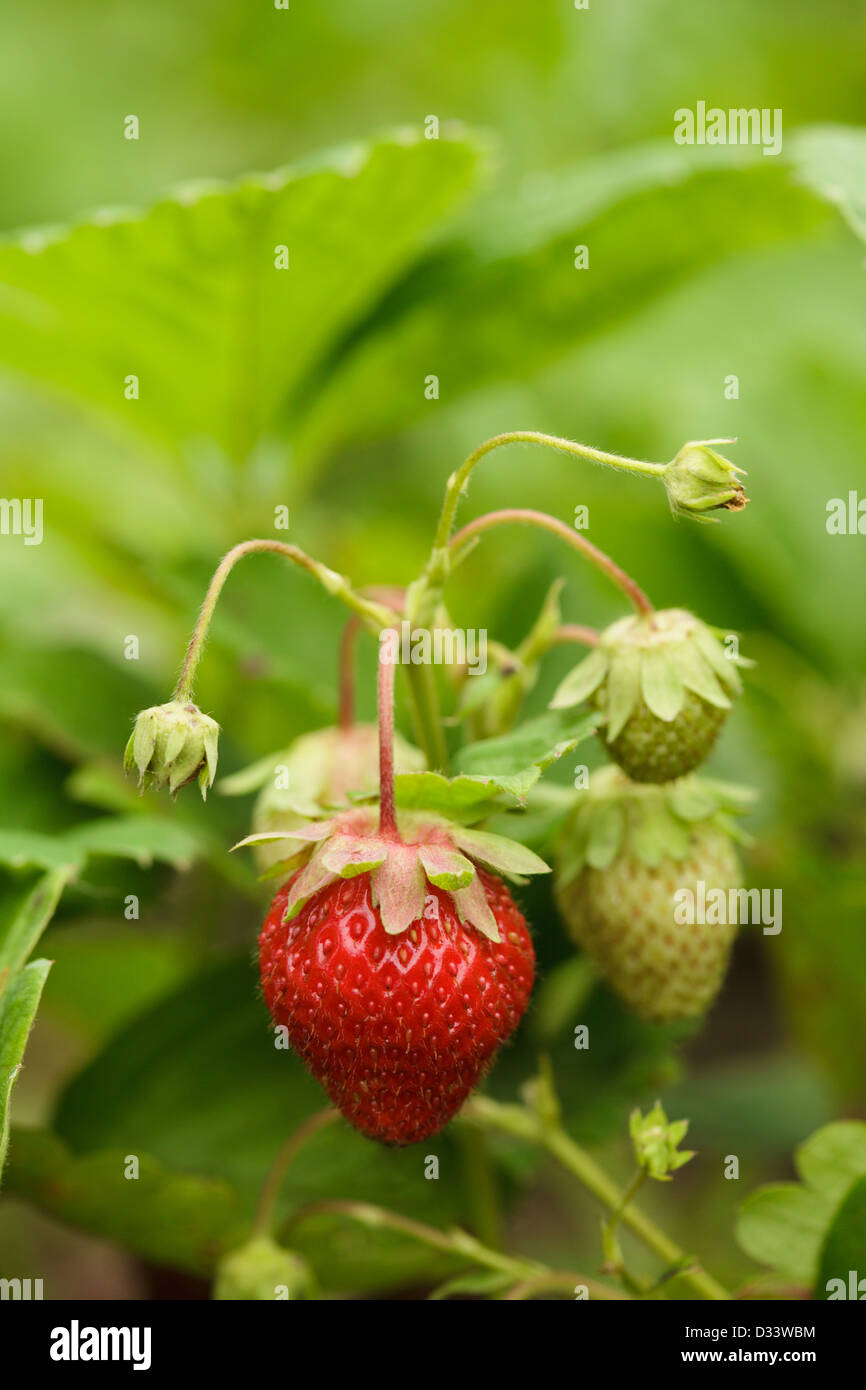 The strawberry bush closeup in a garden Stock Photo - Alamy