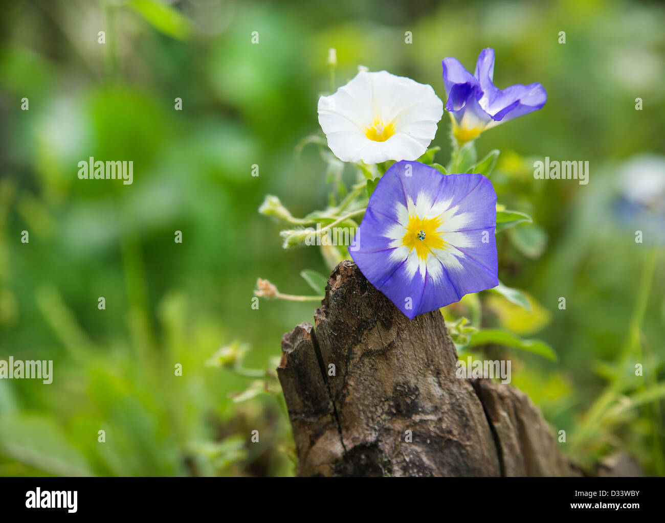 Garden tree stump flowers hi-res stock photography and images - Alamy