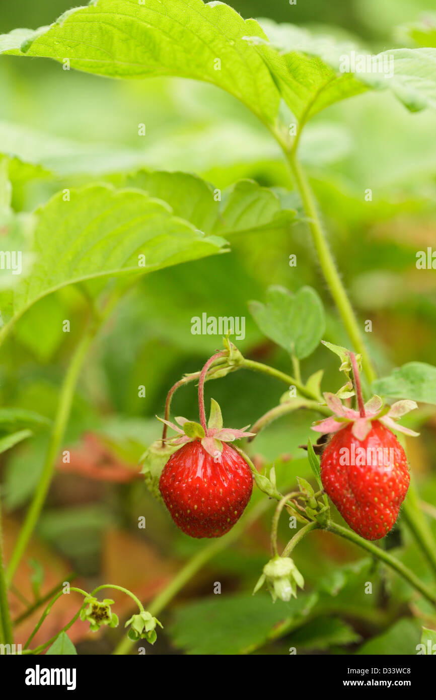 The strawberry bush closeup in a garden Stock Photo - Alamy