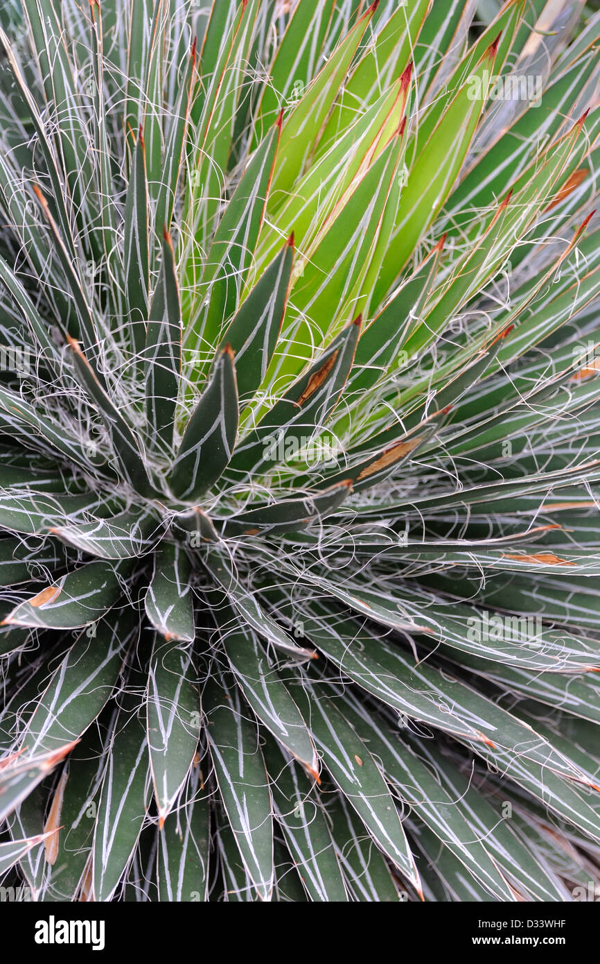 Agave Filifera High Resolution Stock Photography and Images - Alamy