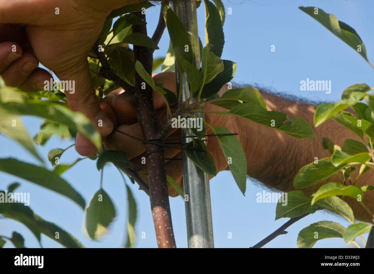 Tying tall spindle apple tree branches to direct growth Stock Photo - Alamy