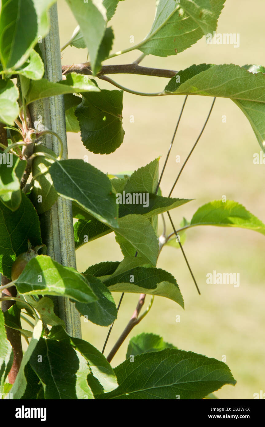 Tying tall spindle apple tree branches to direct growth Stock Photo - Alamy