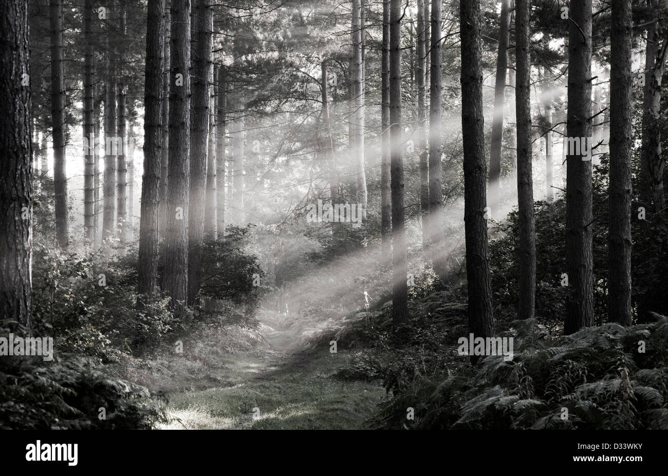 Shafts of light rays hi-res stock photography and images - Alamy