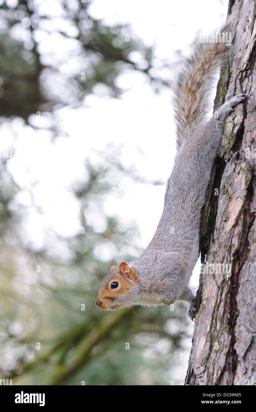 An alert Eastern Grey squirrel (Sciurus carolinensis) climbing down a tree in the Botanic ...