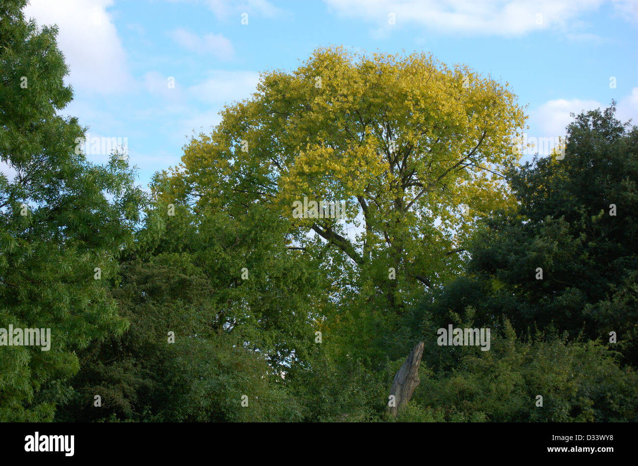 Trees in summer in Hampstead Heath in London, England Stock Photo - Alamy