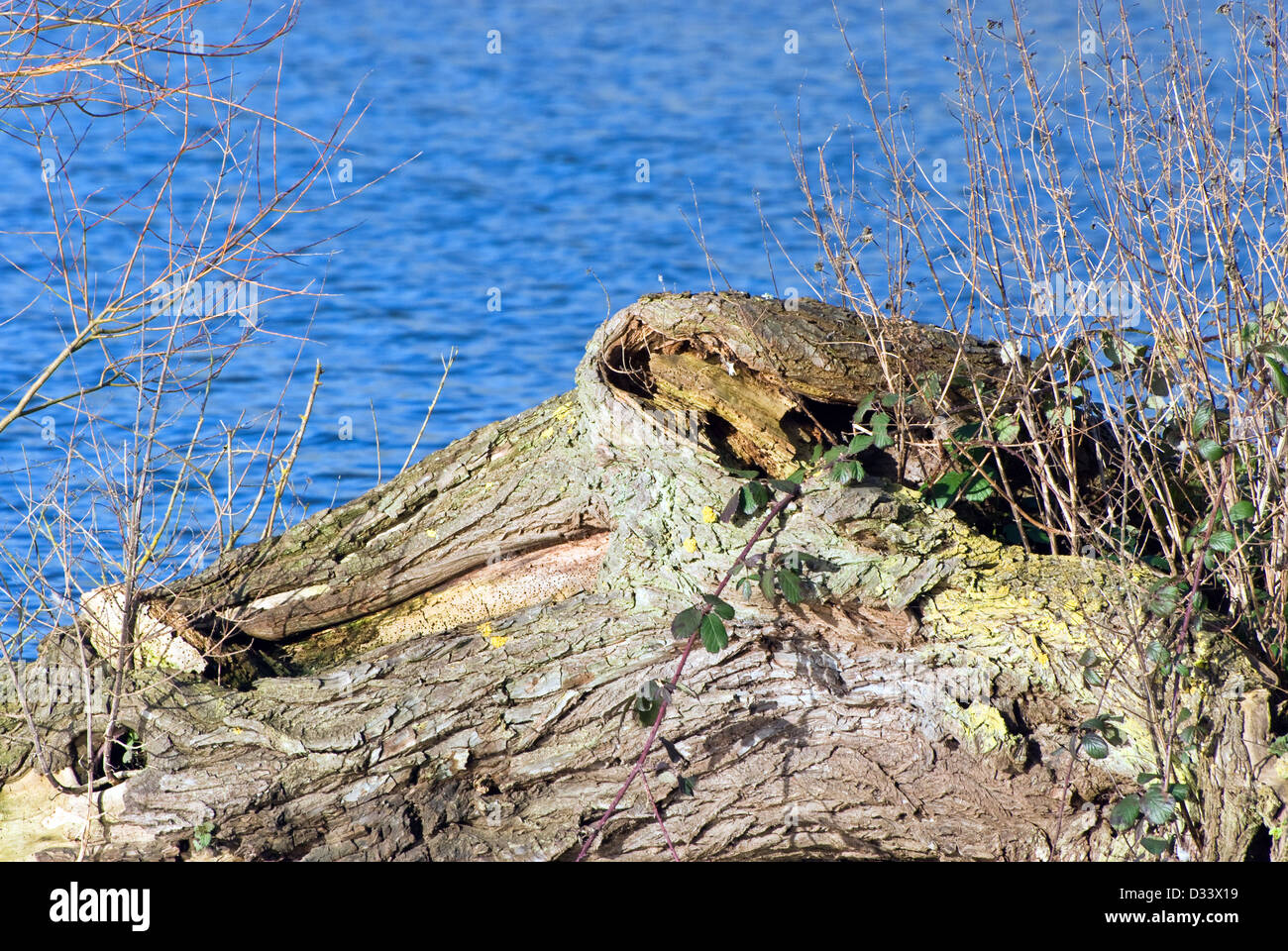log and water Stock Photo - Alamy