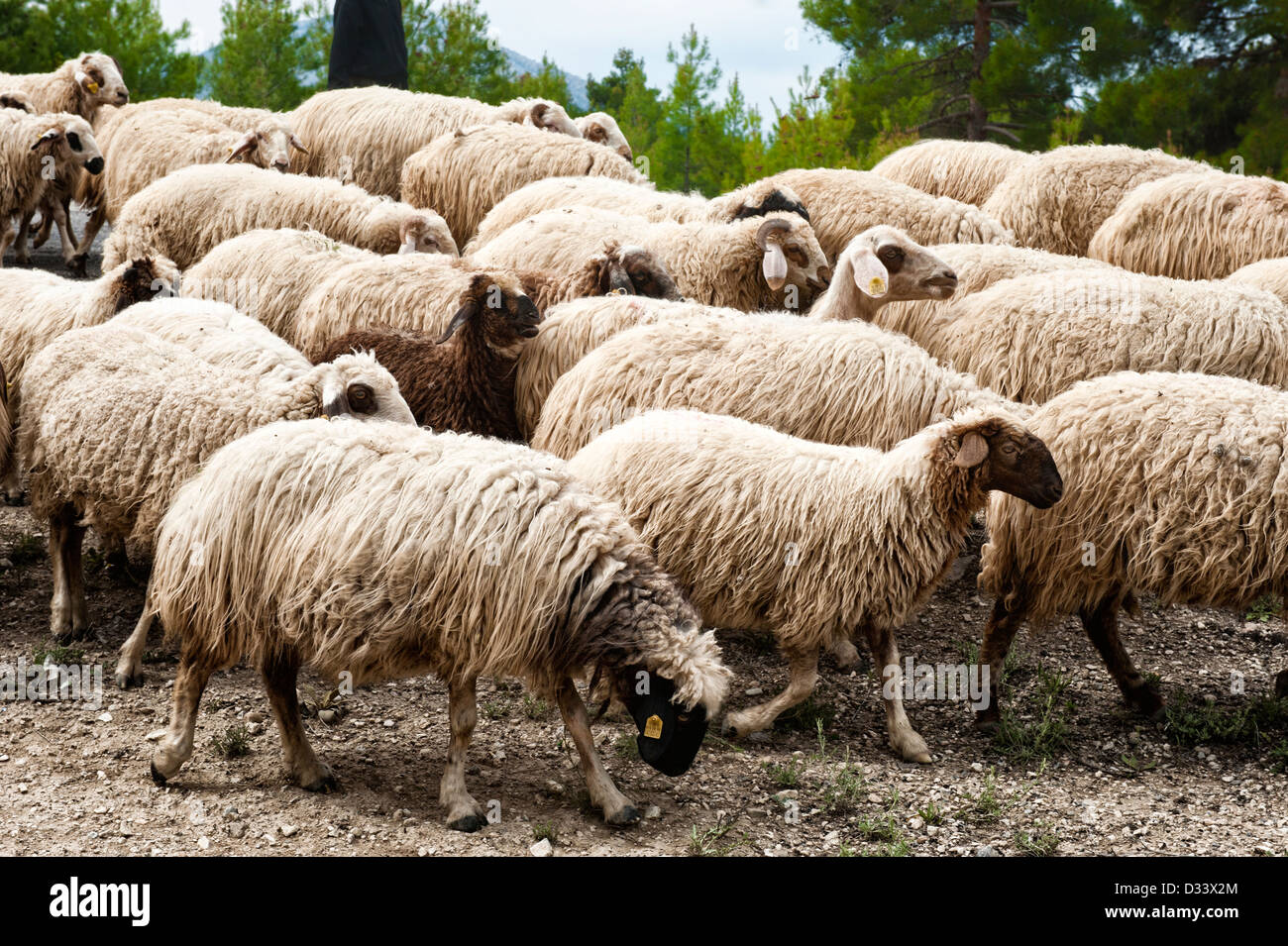 Sheep flock along the road, Southwest Turkey Stock Photo - Alamy