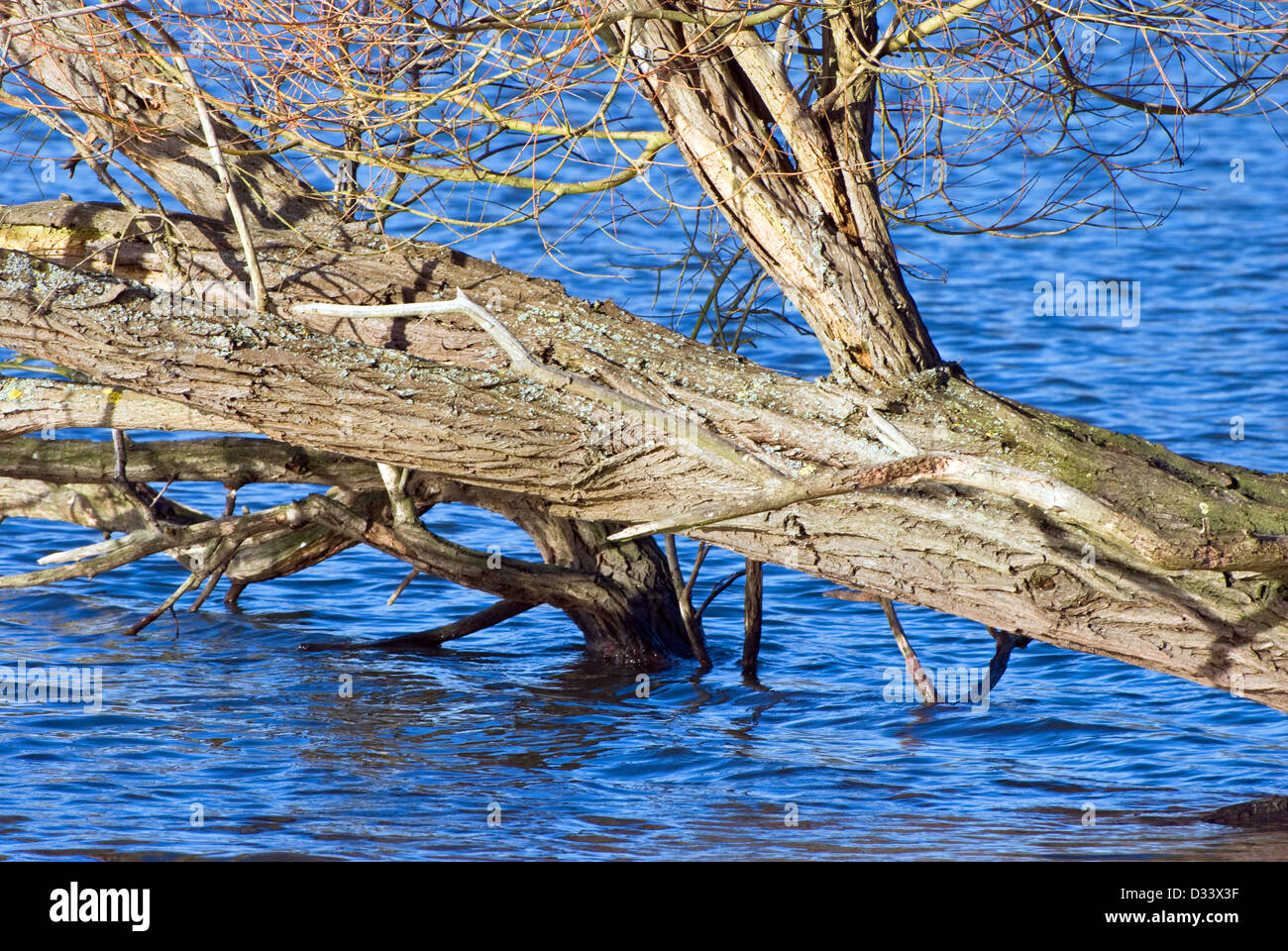 log and water Stock Photo - Alamy