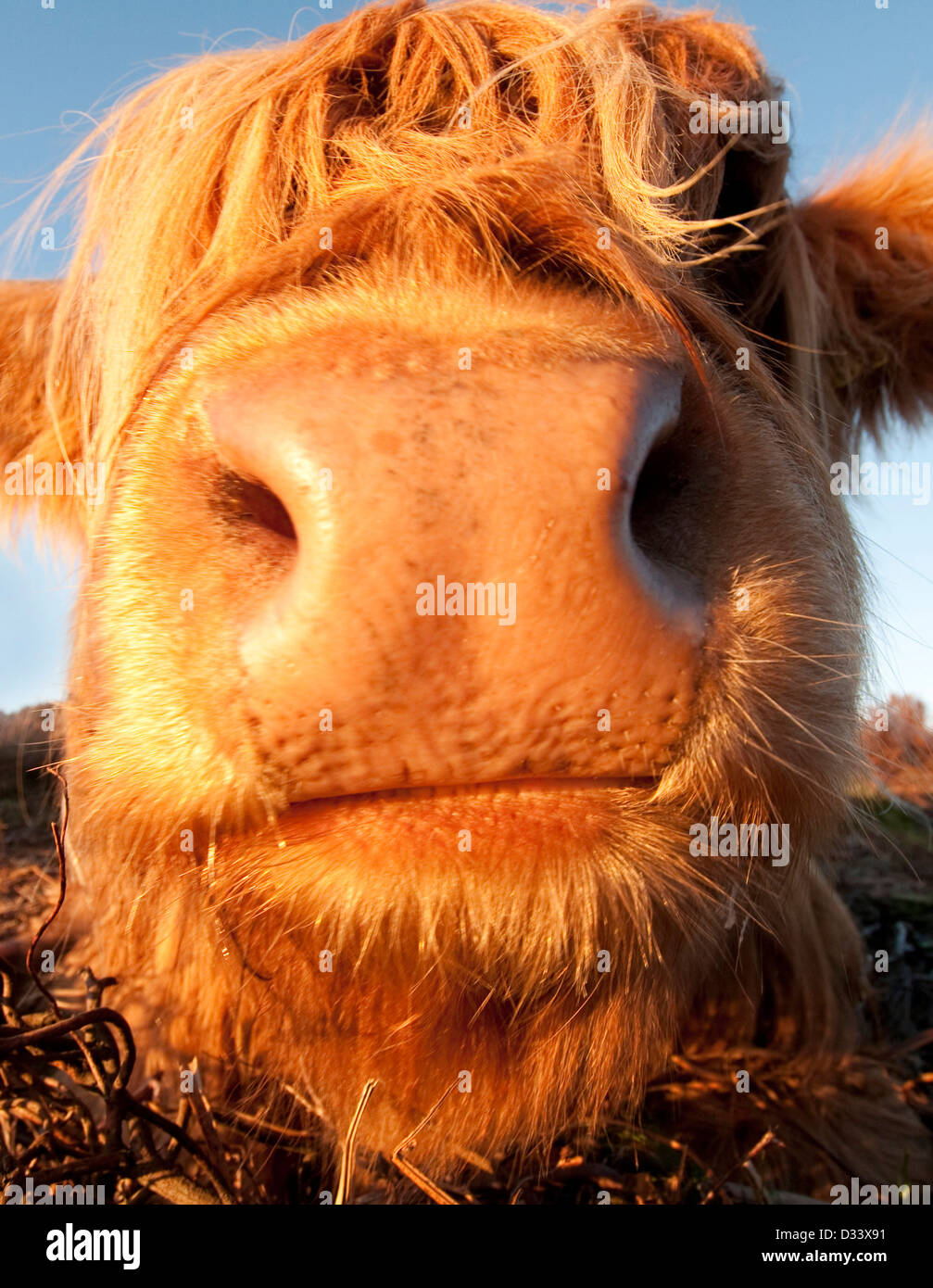 Bull Sniffing At Cow High Resolution Stock Photography and Images - Alamy