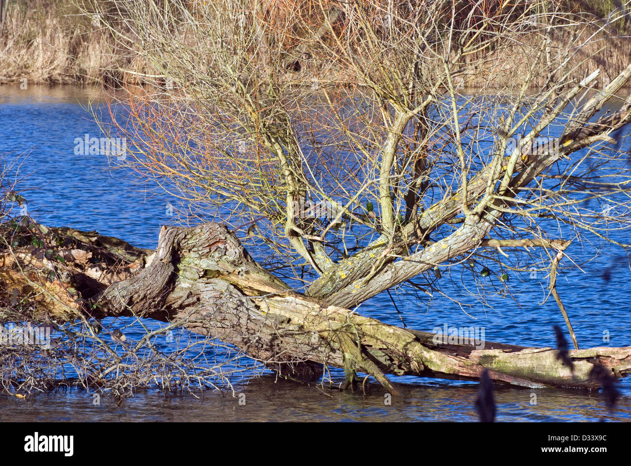 log and water Stock Photo - Alamy