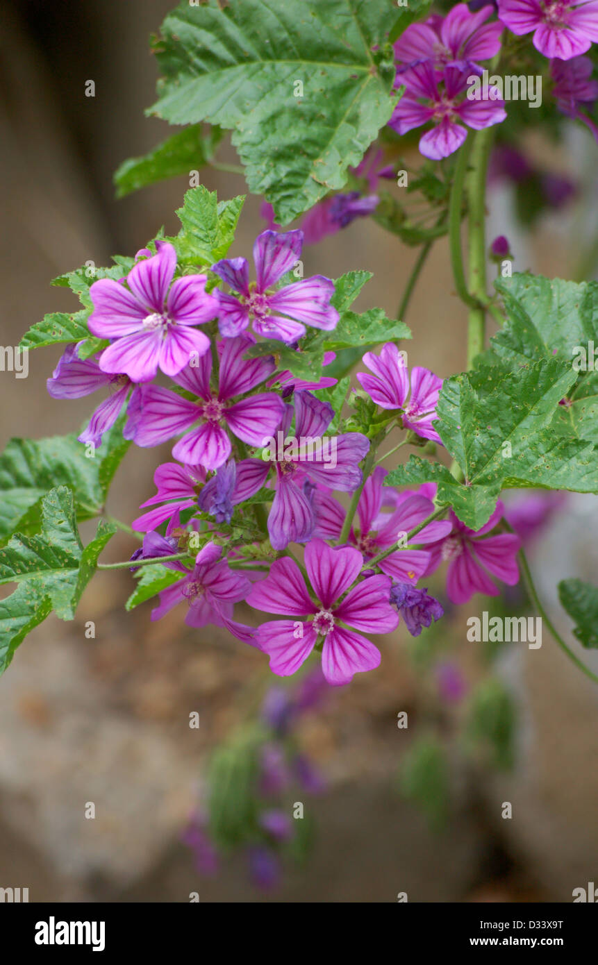 British wild purple flowers - Malva Sylvestris Stock Photo - Alamy