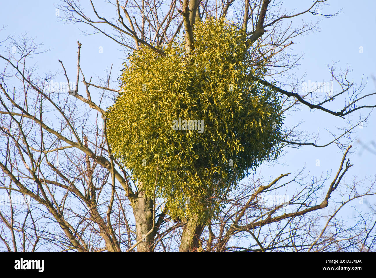 Mistletoe in a tree Stock Photo - Alamy
