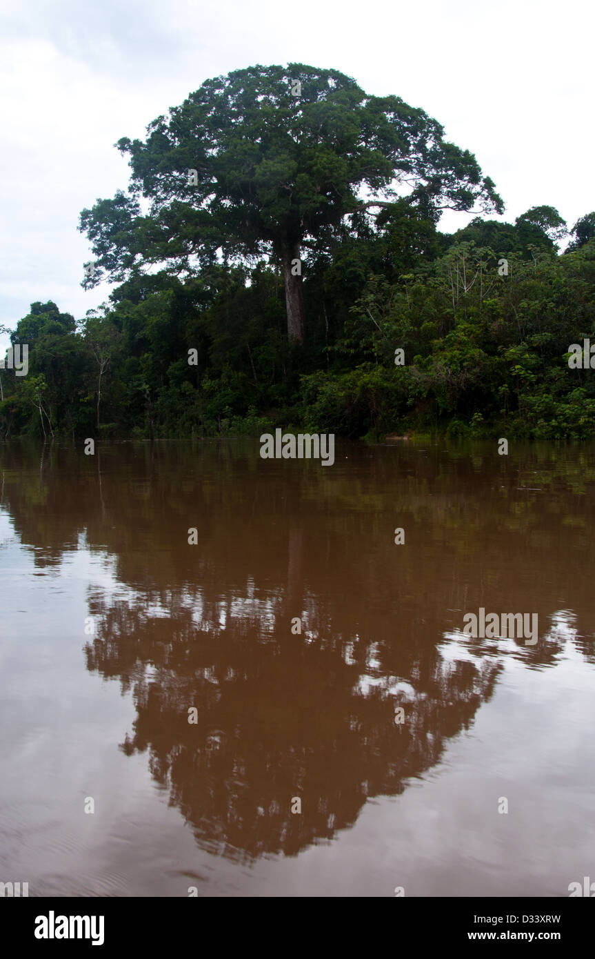 A Lupuna (Ceiba pentandra), giant tree of Amazon rain forest, Rio ...