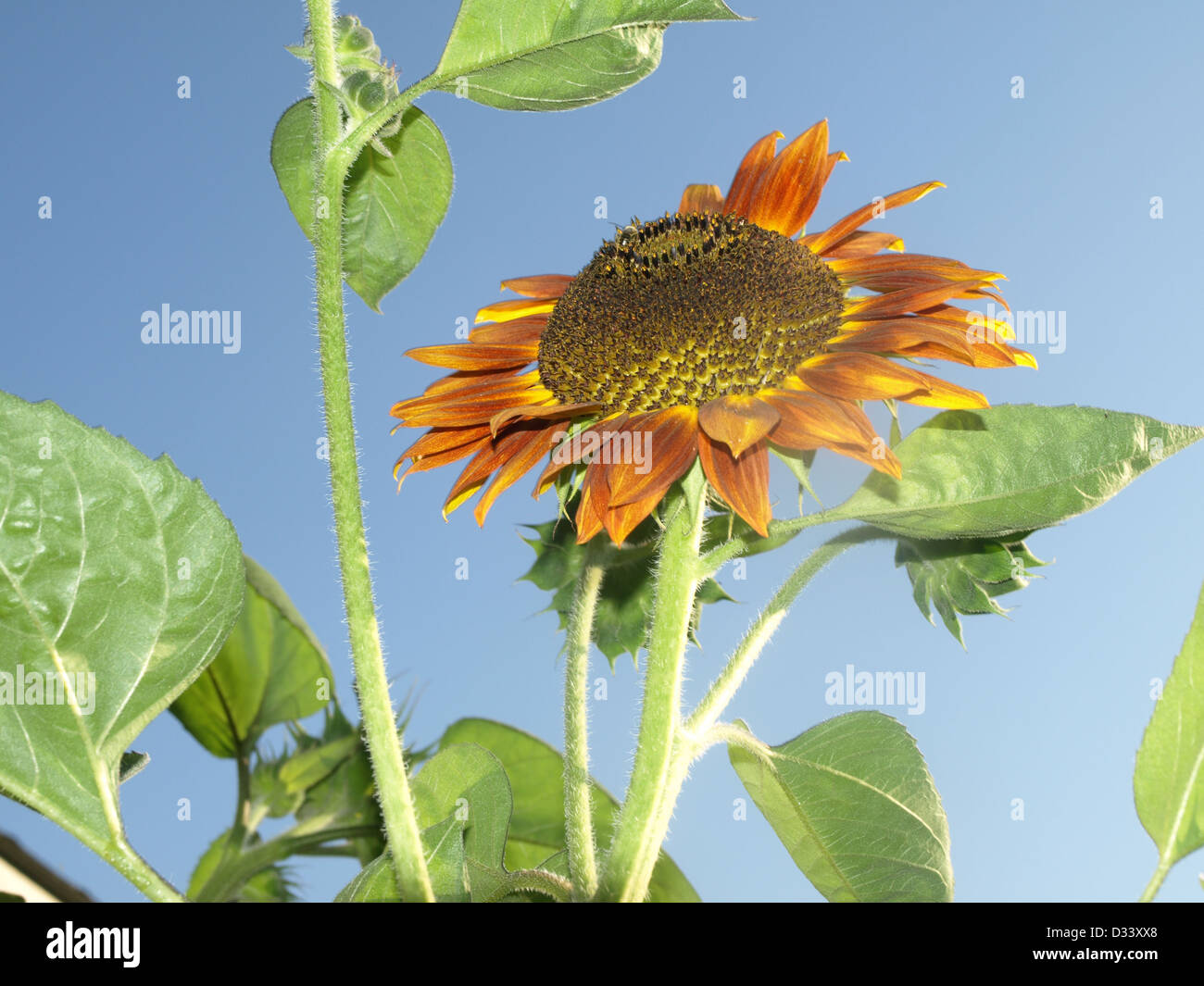 Sunflower in Summer Stock Photo - Alamy