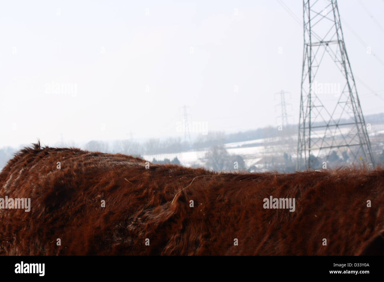 Back of a cow hi-res stock photography and images - Alamy