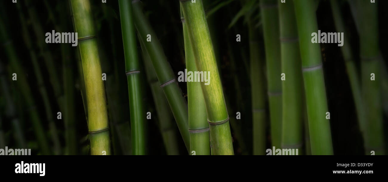 Bamboo hi-res stock photography and images - Alamy