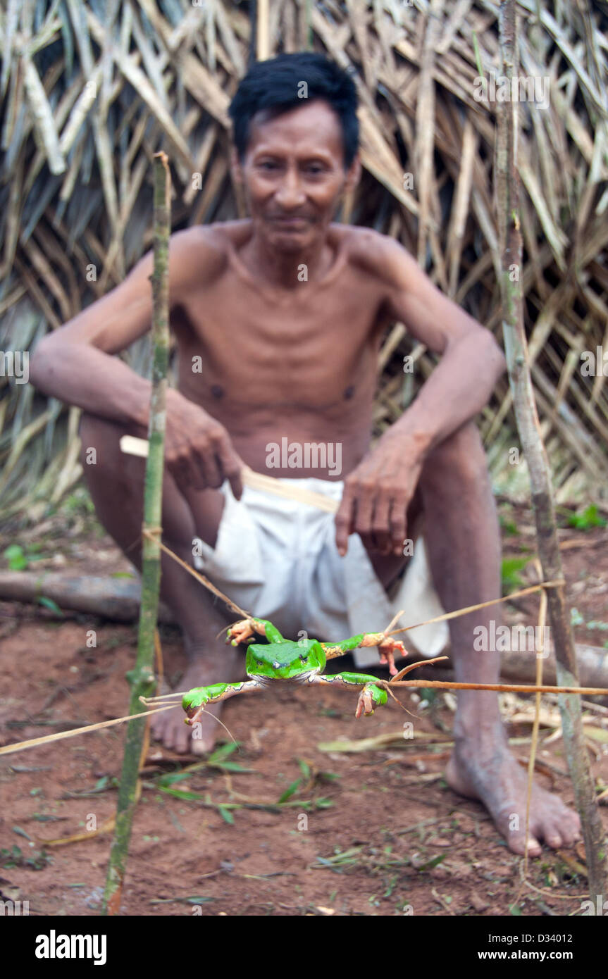 A Matses Mayorunas elderly officiating a sapo (frog) ceremony ...