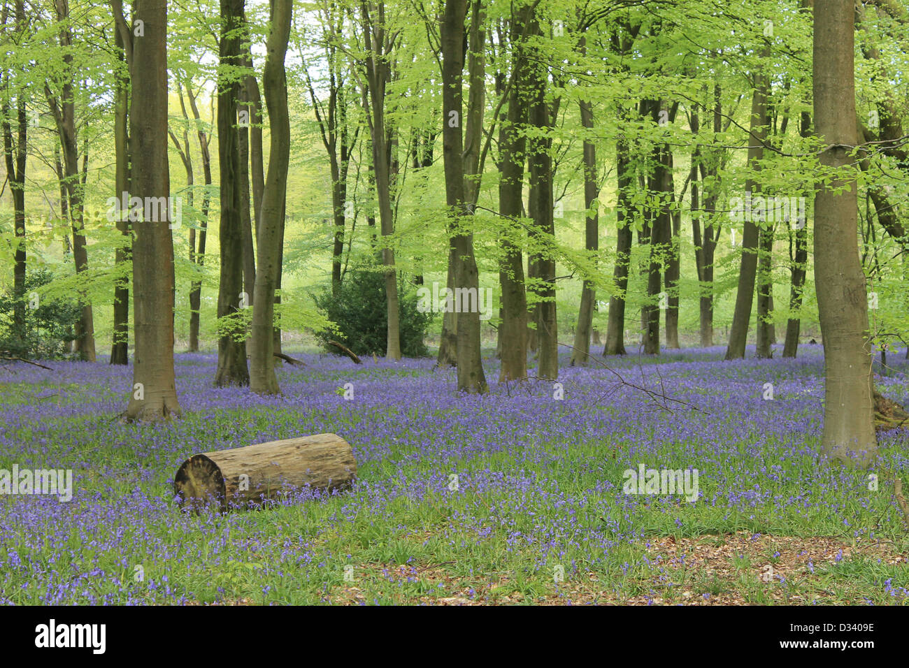 Bluebells micheldever wood in hampshire hi-res stock photography and ...