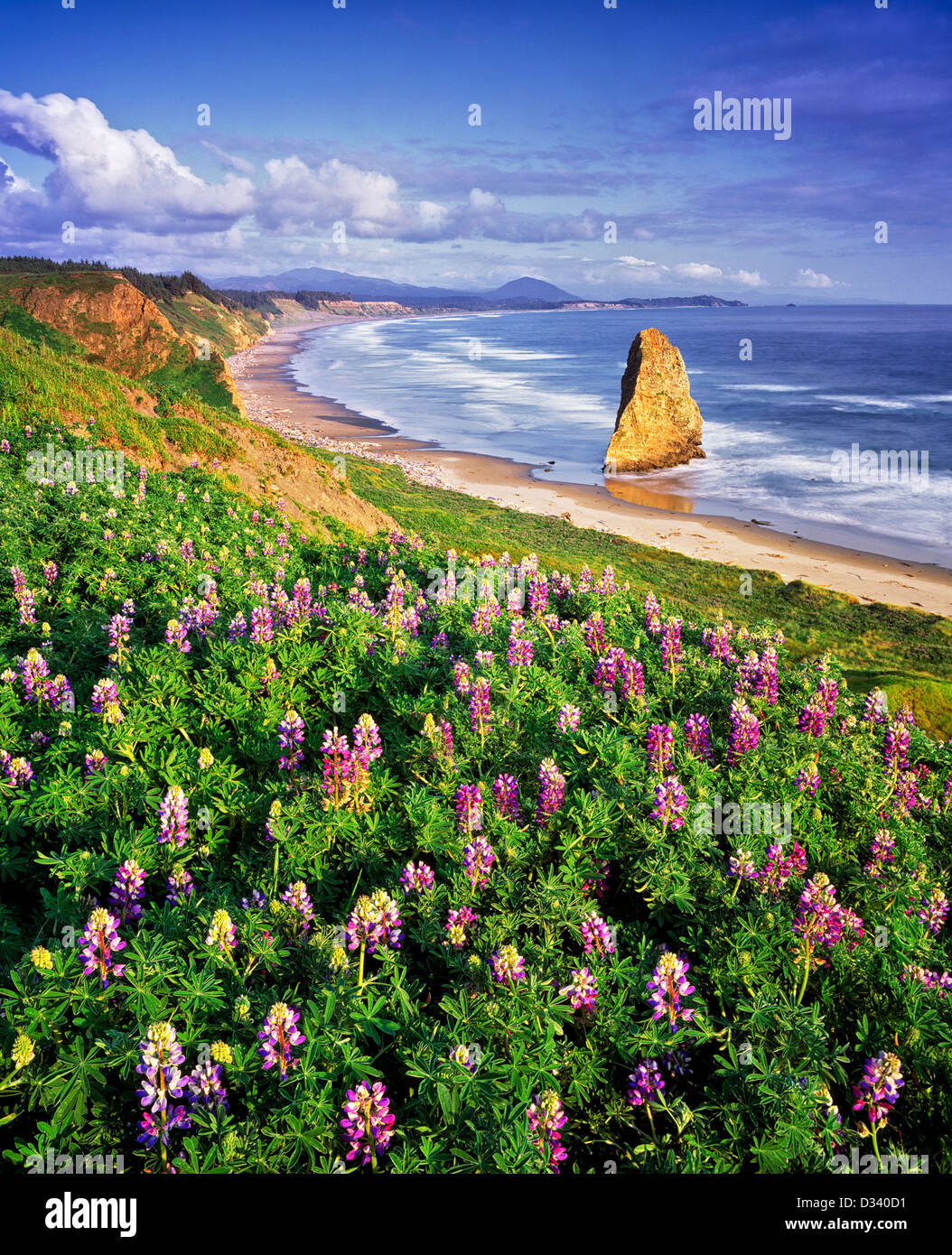 Lupines and coastline at cape blanco hi-res stock photography and ...