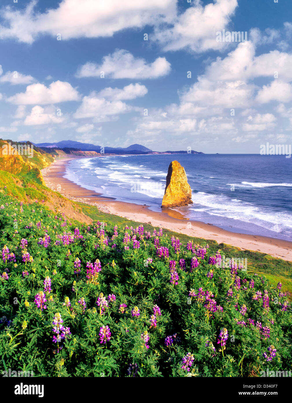 Lupines and coastline at cape blanco hi-res stock photography and ...