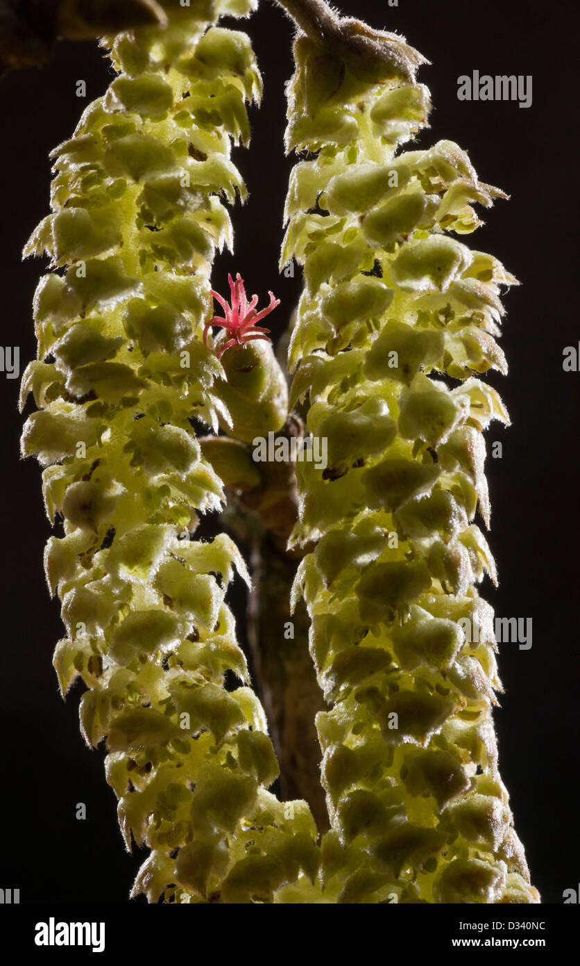 Hazel flowers (Corylus avellana) red female flower and male catkins in ...