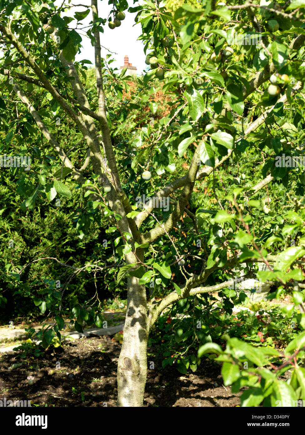 Greengages growing On Tree In Garden Surrey England Stock Photo - Alamy