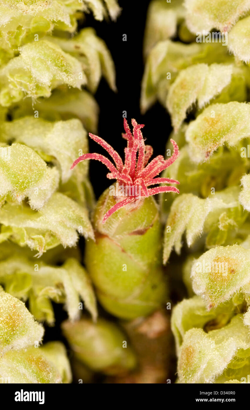 Hazel flowers (Corylus avellana) red female flower and male catkins in ...