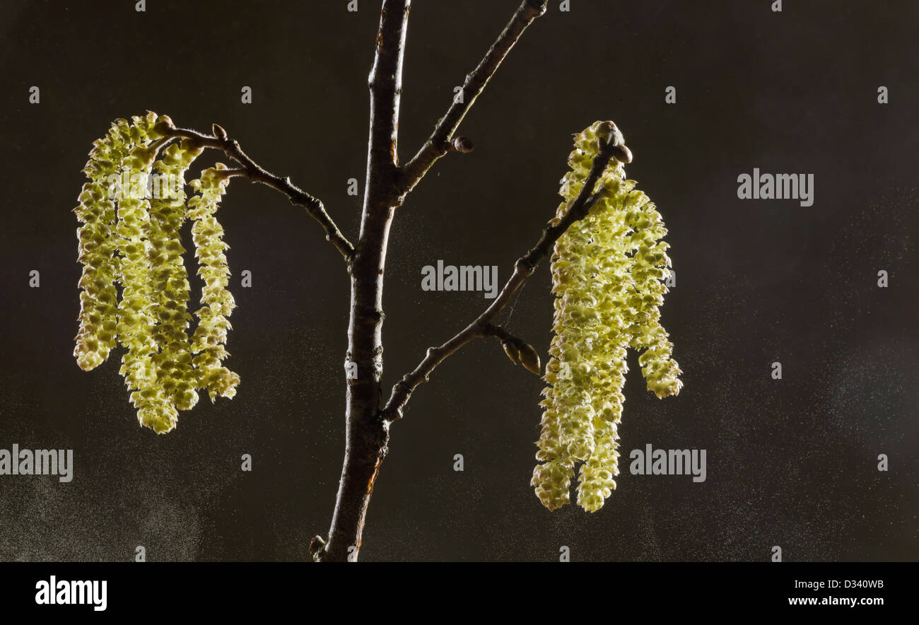 Hazelnut bushes hi-res stock photography and images - Alamy