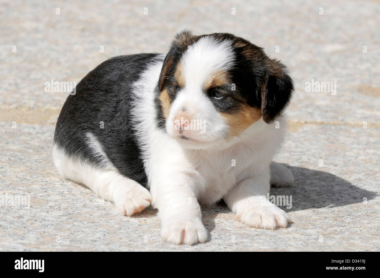Puppy dog sitting Stock Photo - Alamy