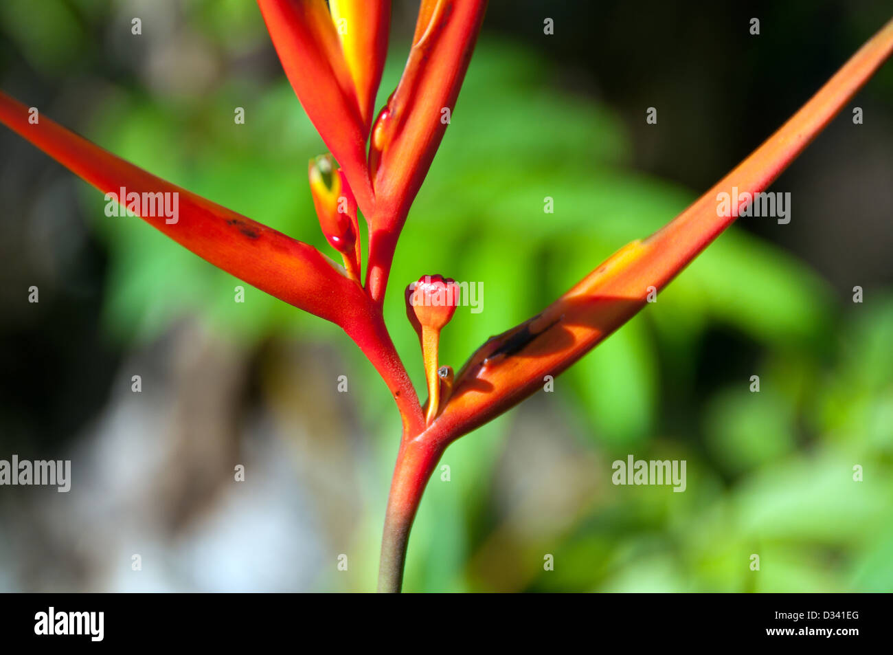 Amazonian vegetation, Amazonian peru Stock Photo - Alamy