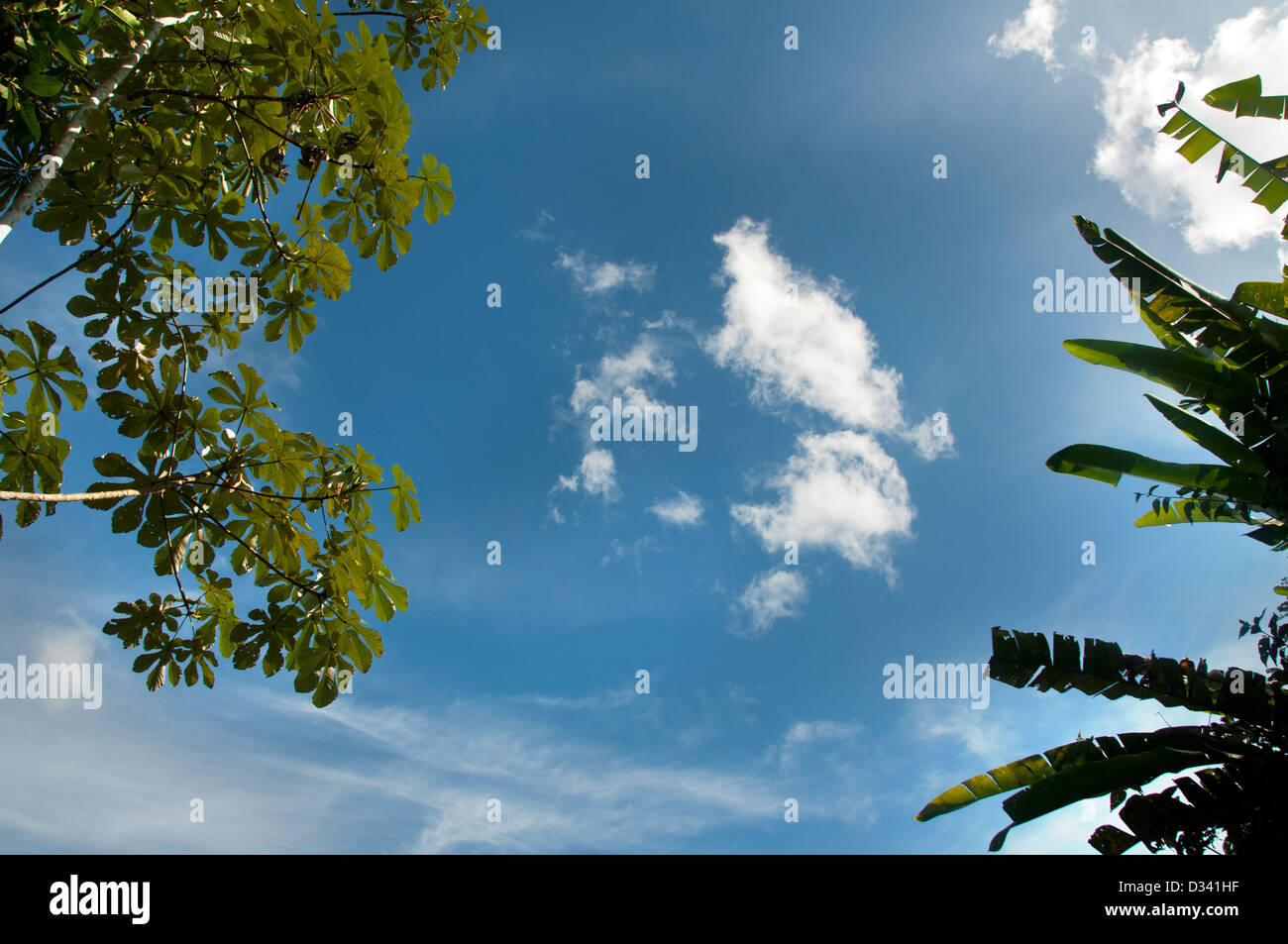 Looking at the blue sky from a rain forest, Amazonian Peru Stock Photo ...
