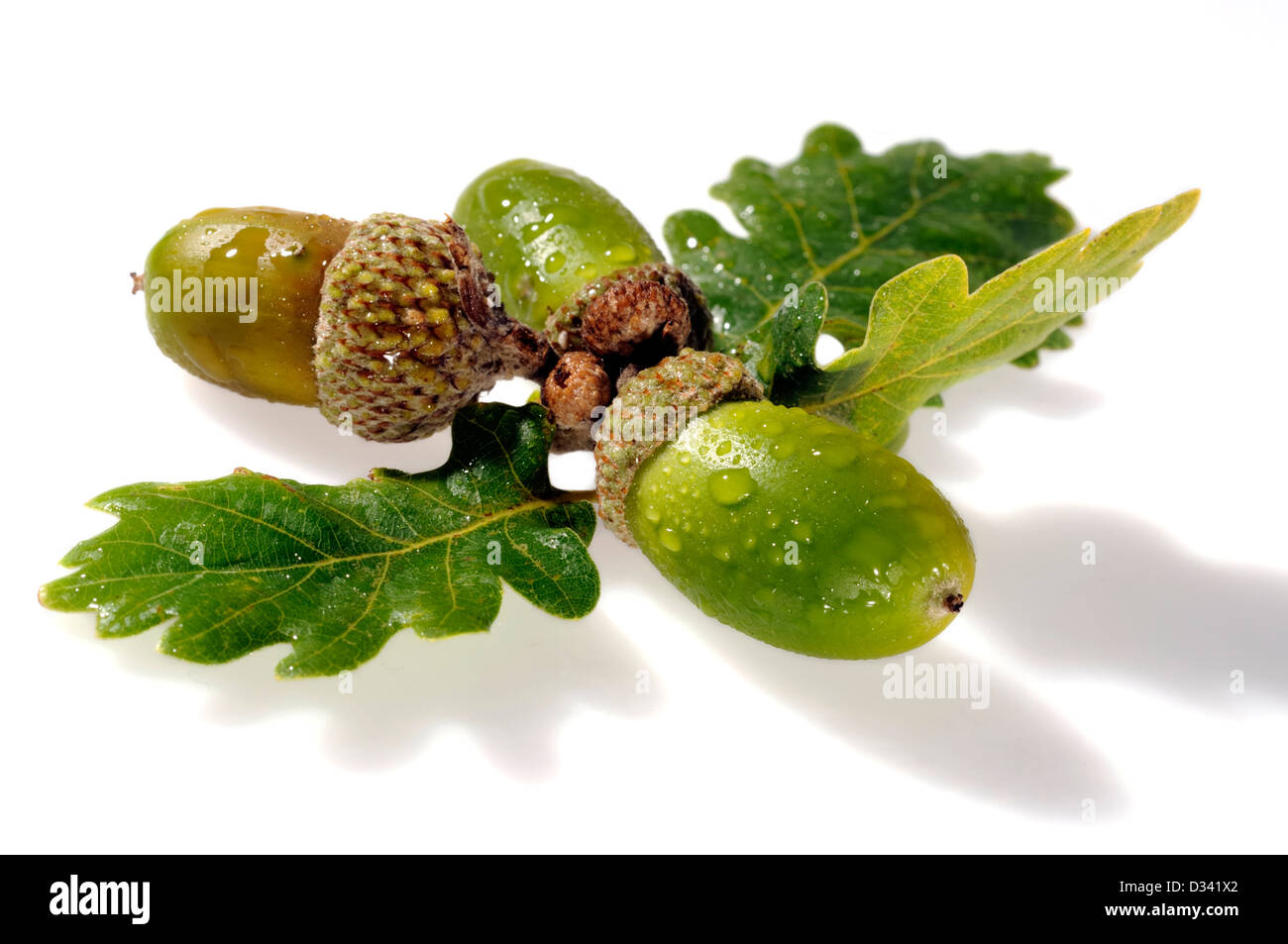 Oak branch leaves acorns Cut Out Stock Images & Pictures - Alamy