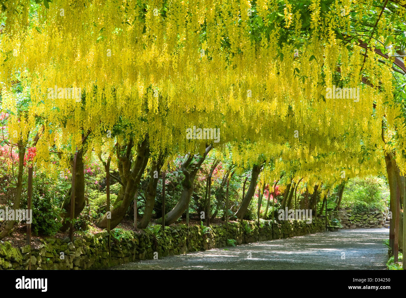 Laburnum arch hi-res stock photography and images - Alamy