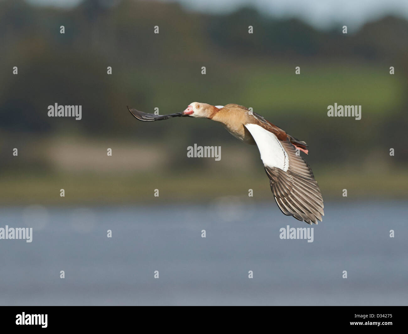 Egyptian goose in flight Stock Photo - Alamy