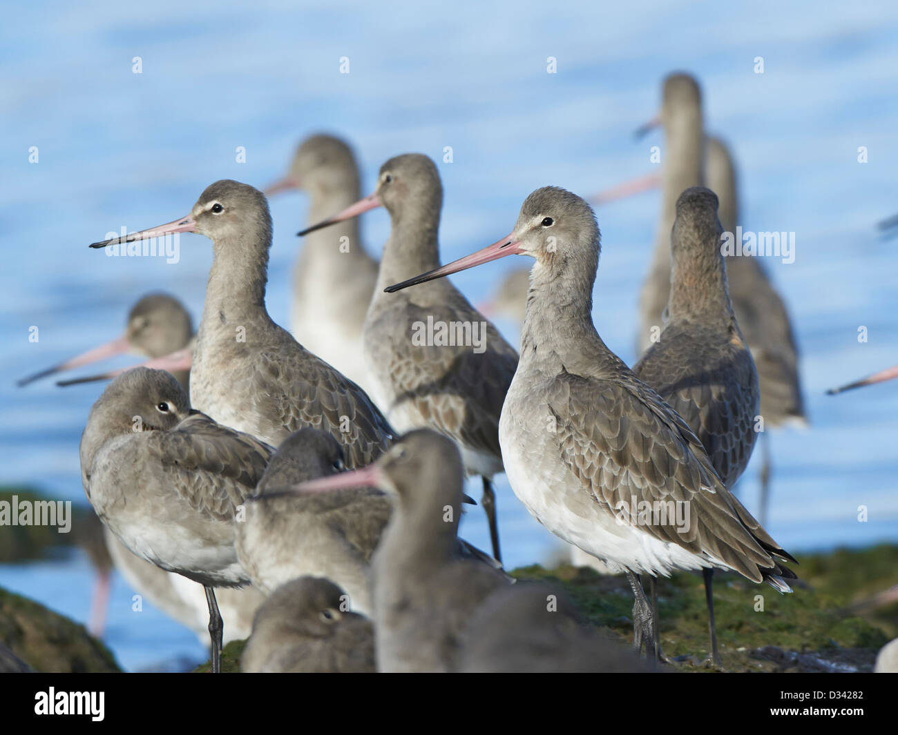 High roosting hi-res stock photography and images - Alamy