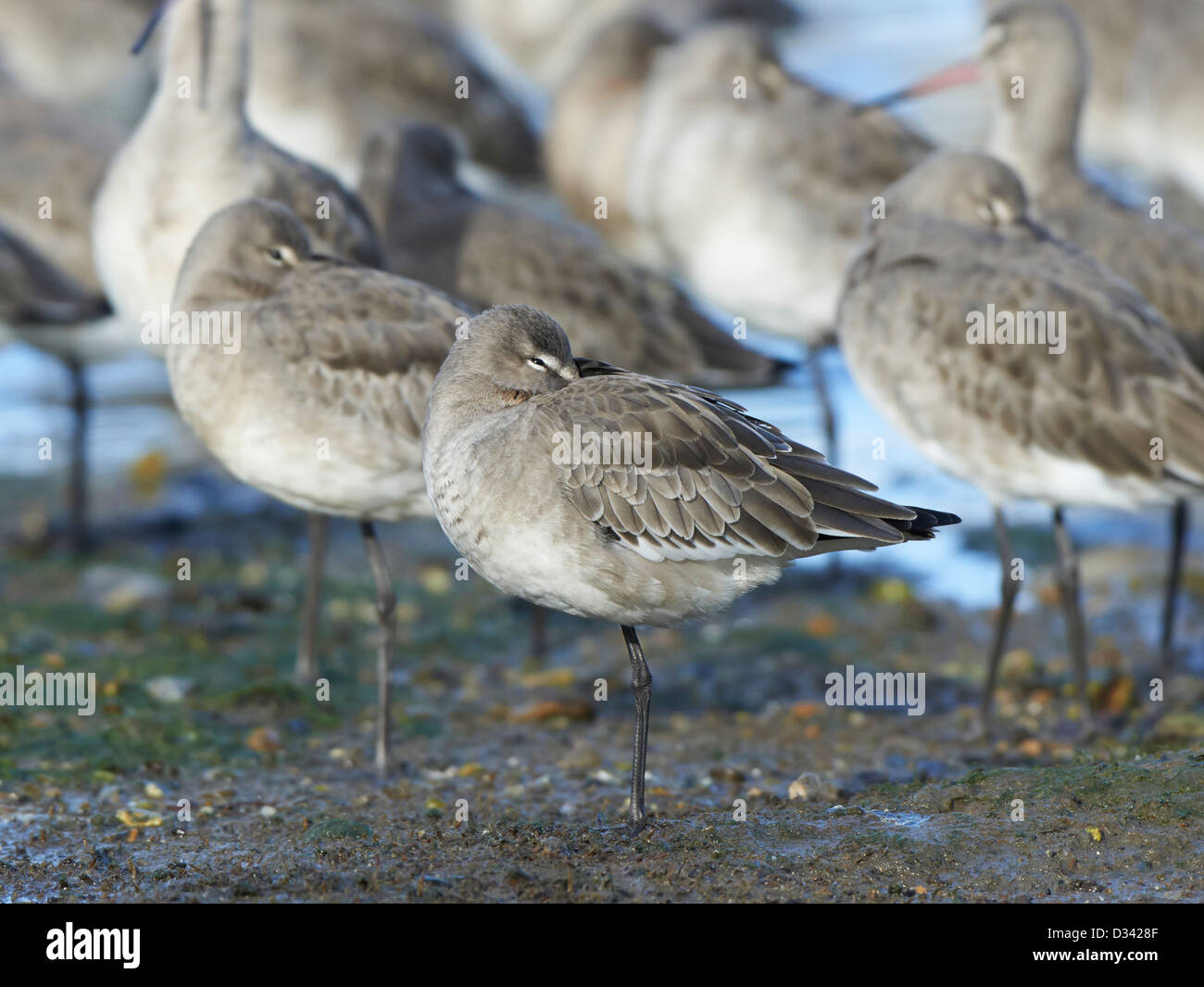 High roosting hi-res stock photography and images - Alamy