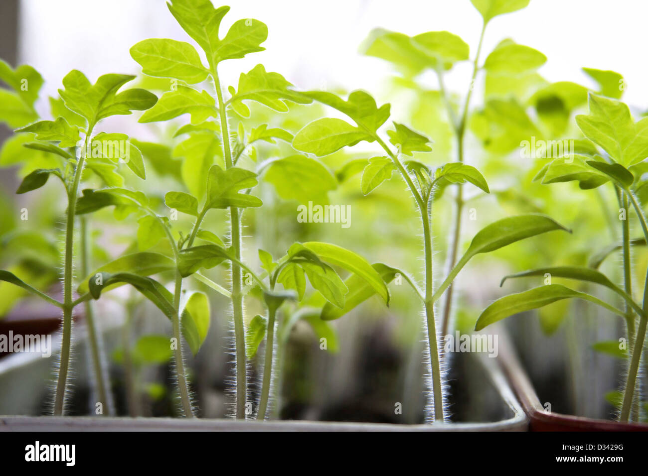 Young sprouts of a tomato Stock Photo - Alamy